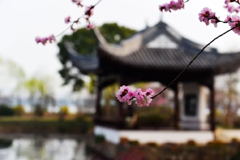 The peach blossom festival has revitalised Liyuan, Wuxi - Explore Jiangsu